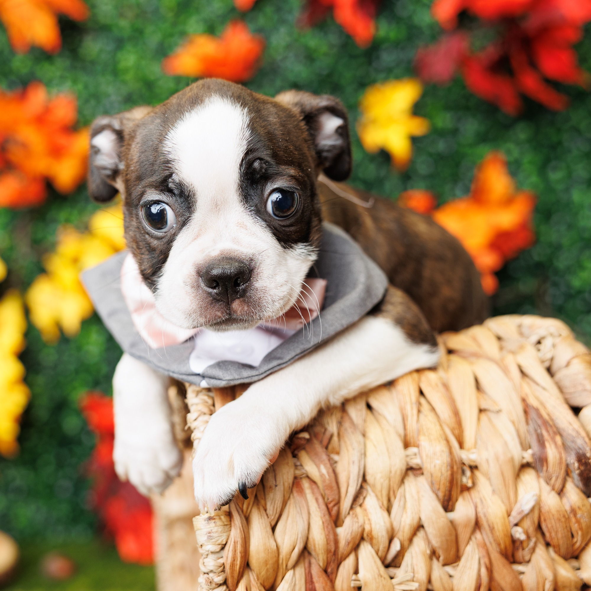 Bernie - Boston Terrier Puppy Adopted in Ft Lauderdale, puppy ID ...
