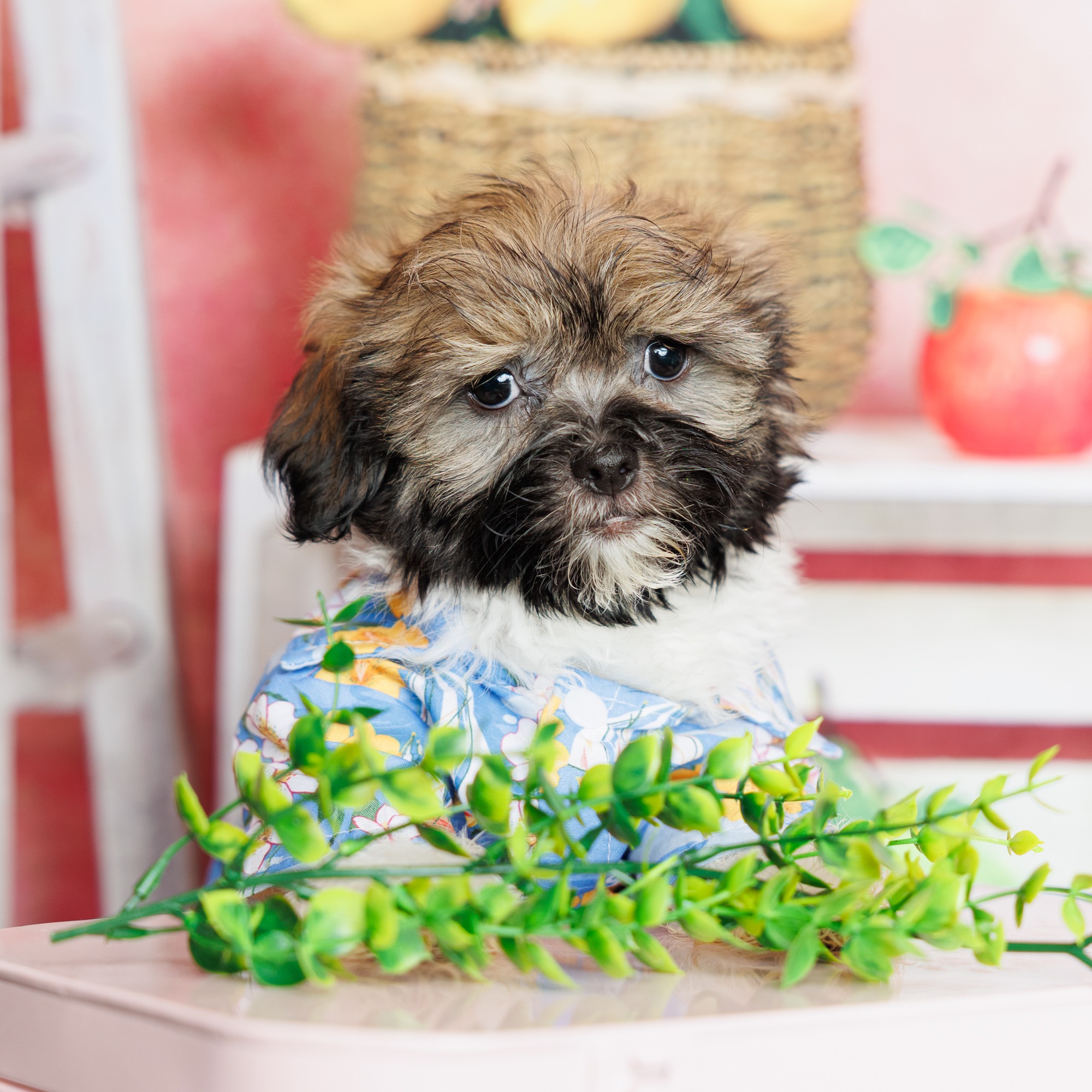 Forever Love Puppies Reviews
