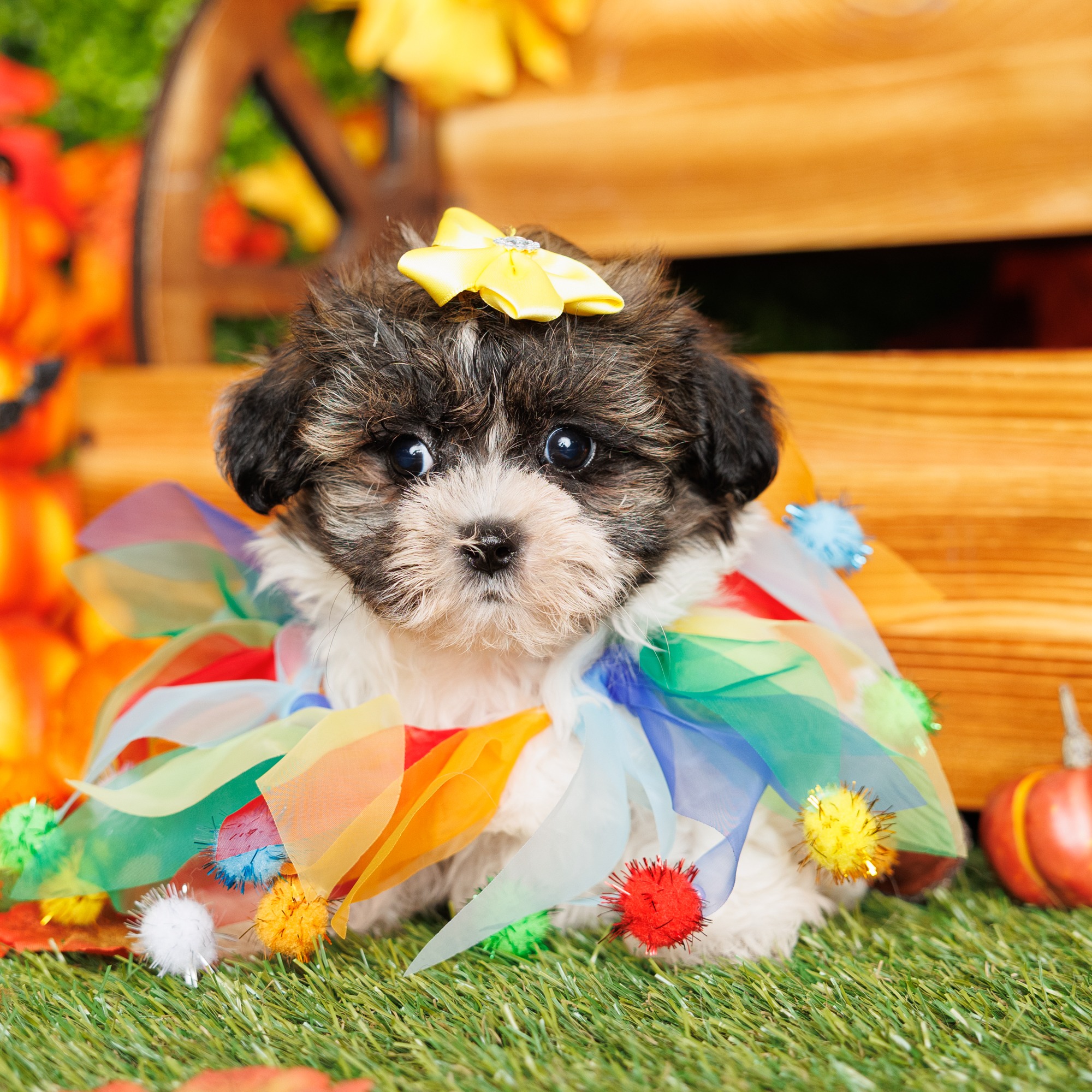 Forever Love Puppies Reviews