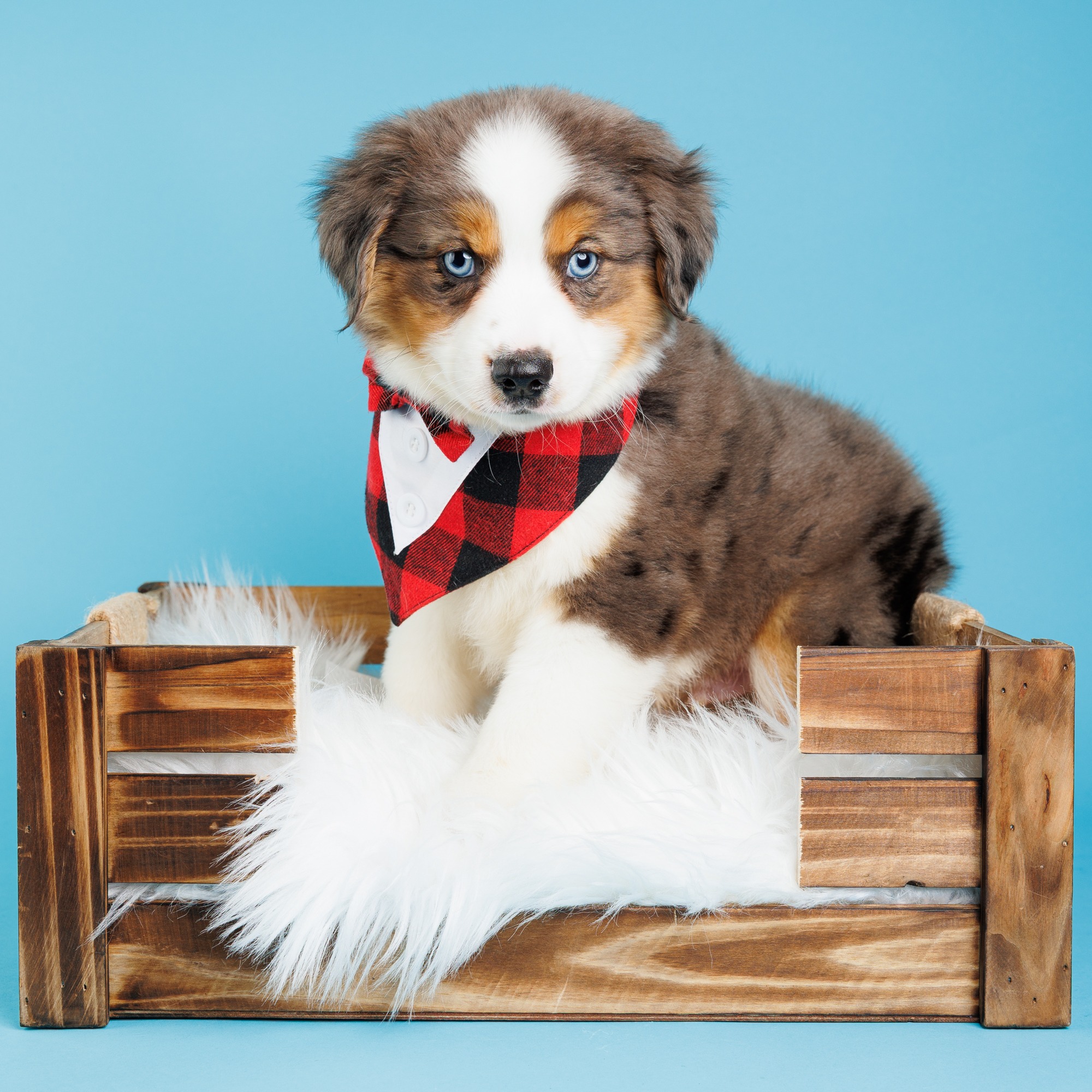 Bodhi - Mini Australian Shepherd Puppy Adopted in Ft Lauderdale, puppy ...