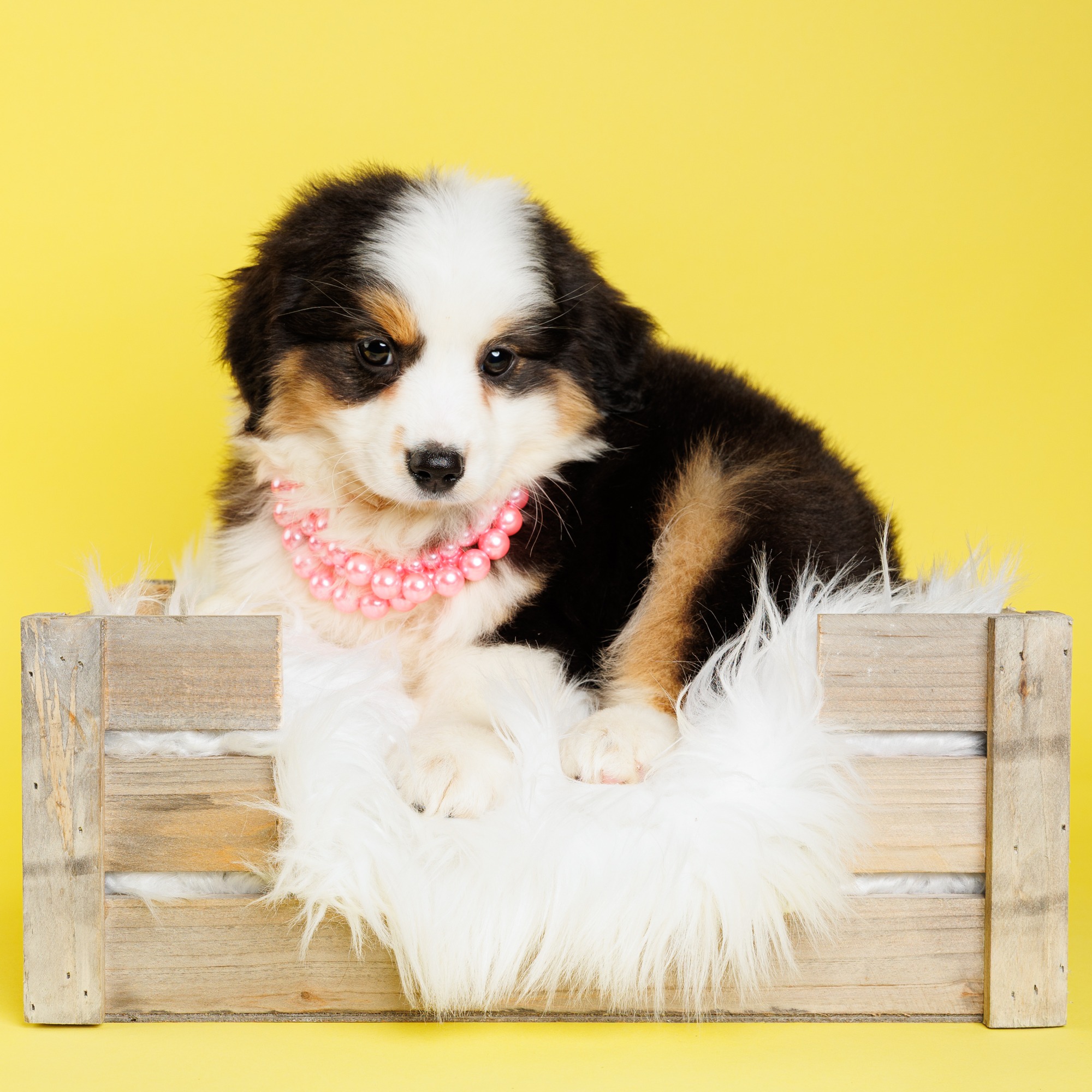 Queenie - Mini Australian Shepherd Puppy Adopted in Pembroke Pines ...