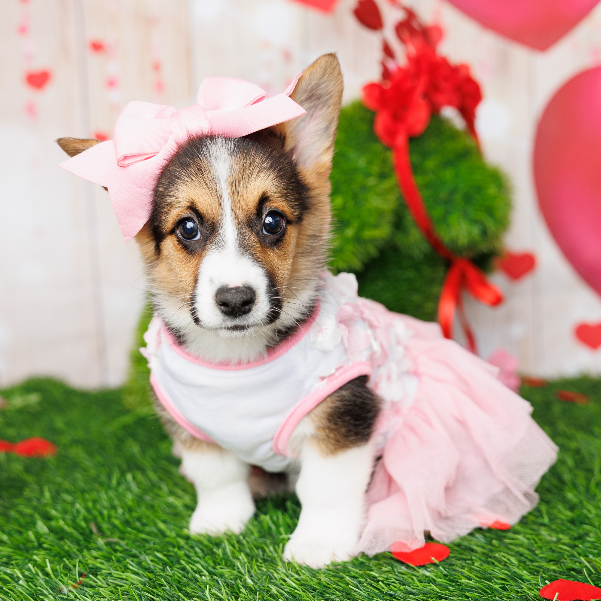 Koko - Pembroke Welsh Corgi Puppy Adopted in North Miami, puppy ID ...