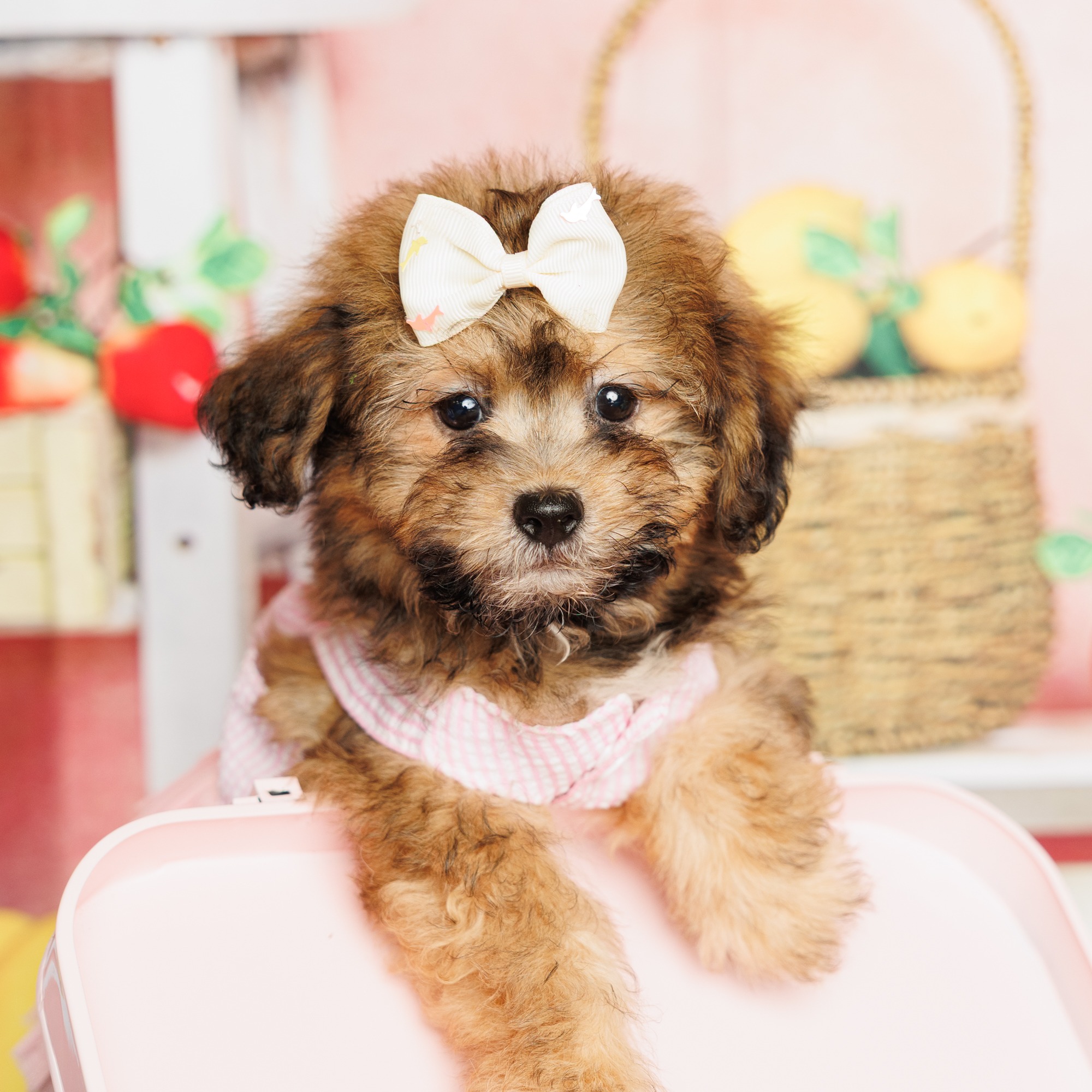 Forever Love Puppies Reviews